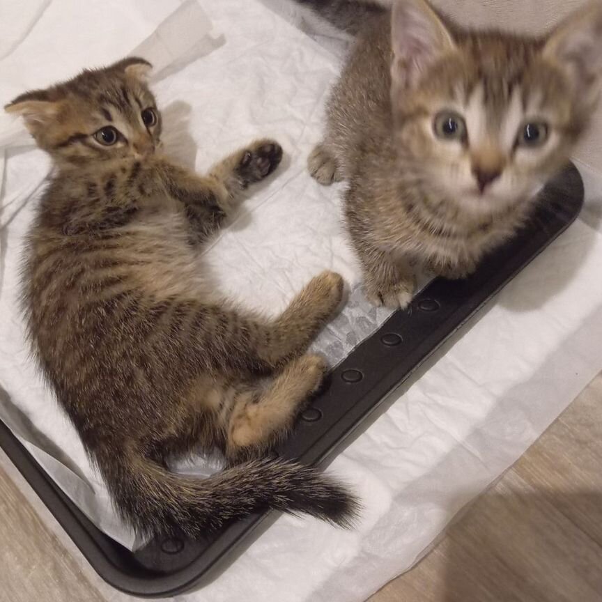 Котята отдам в добрые руки бесплатно