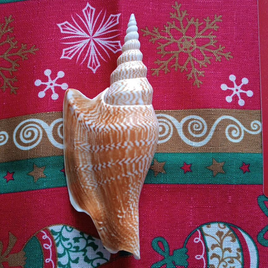 Морские раковины