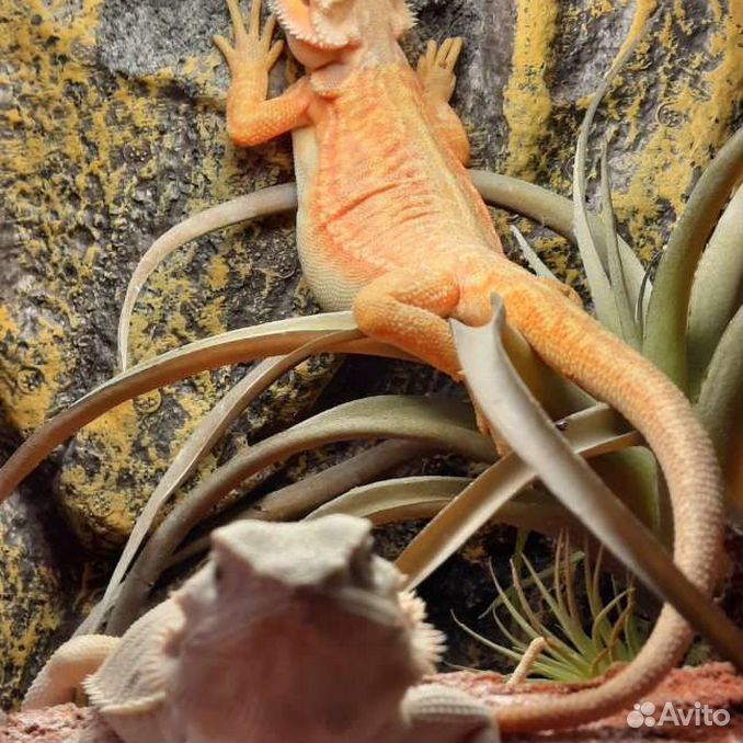 Бородатая агама с террариумом