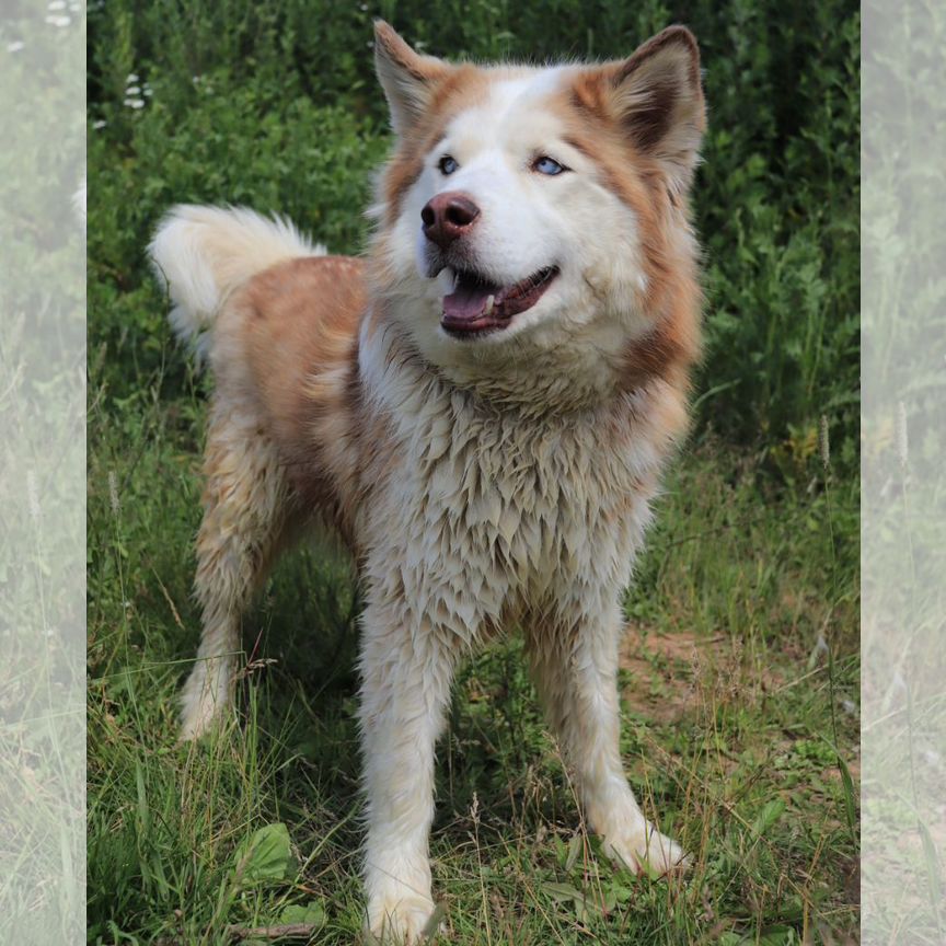 Сибирский хаски, взрослый пёс из приюта