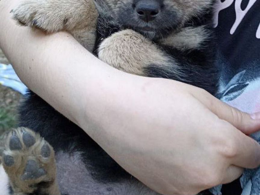 Щеночки лучшей породы