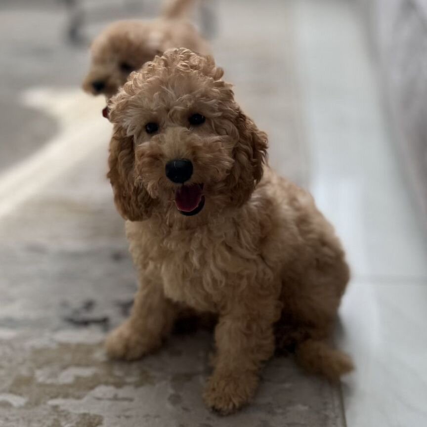 Пудель, щенок