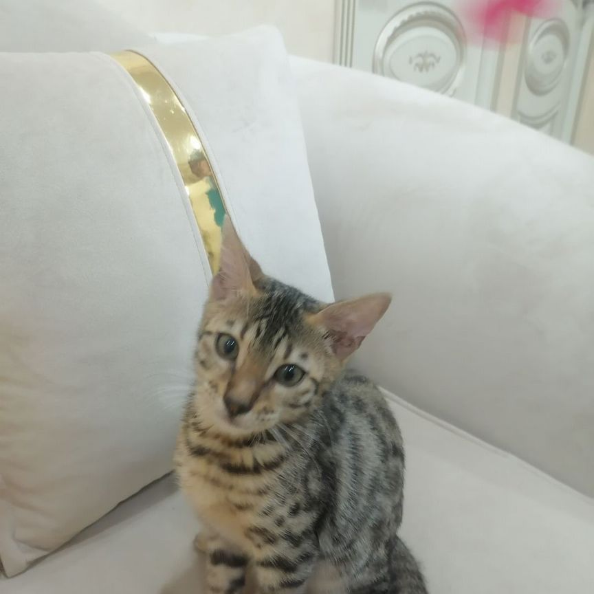Котёнок Египетский мау
