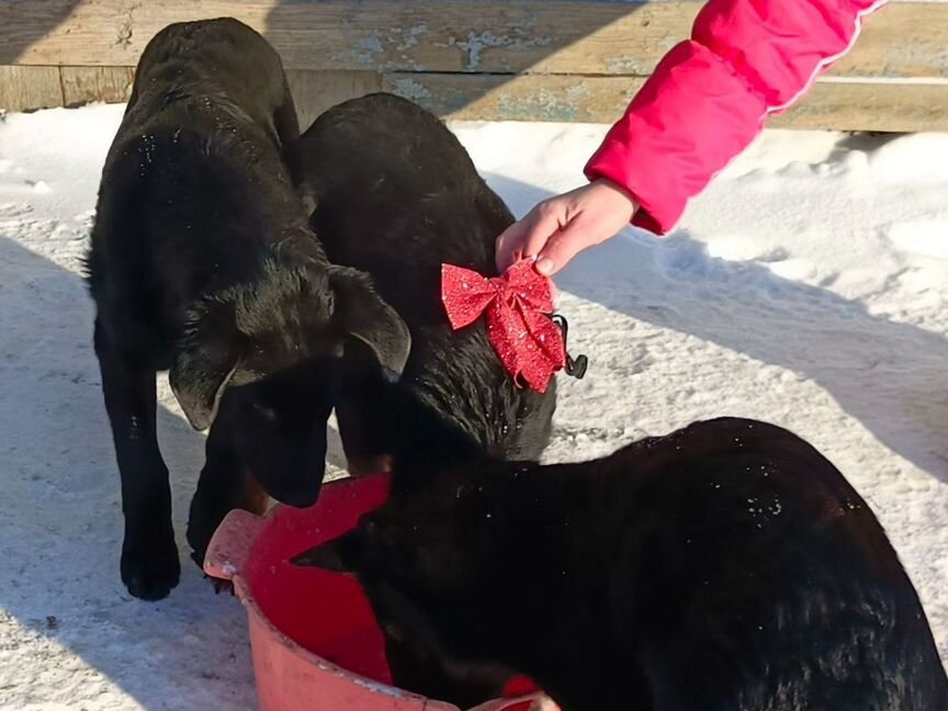 Крепкие щенки на охрану ждут хозяев