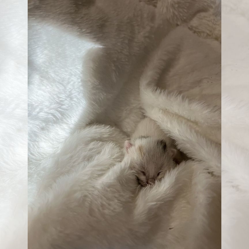 Котенок в добрые руки, шанс на лучшую жизнь