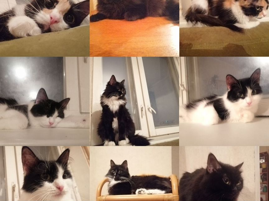 Кошечки нуждаются в вас