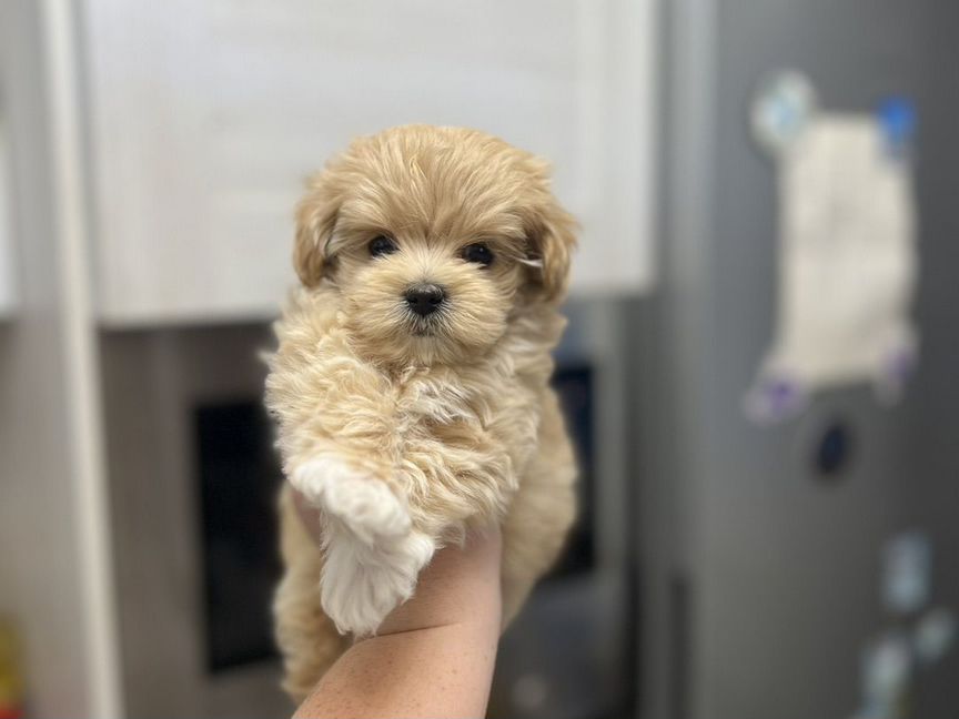 Мальтипу f1 mini