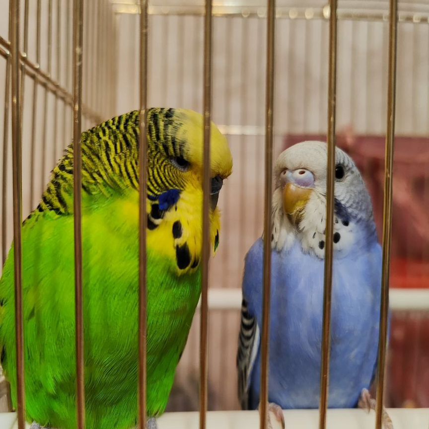 Волнистый попугай