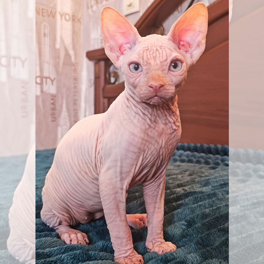 Канадский сфинкс мальчик Jewellery