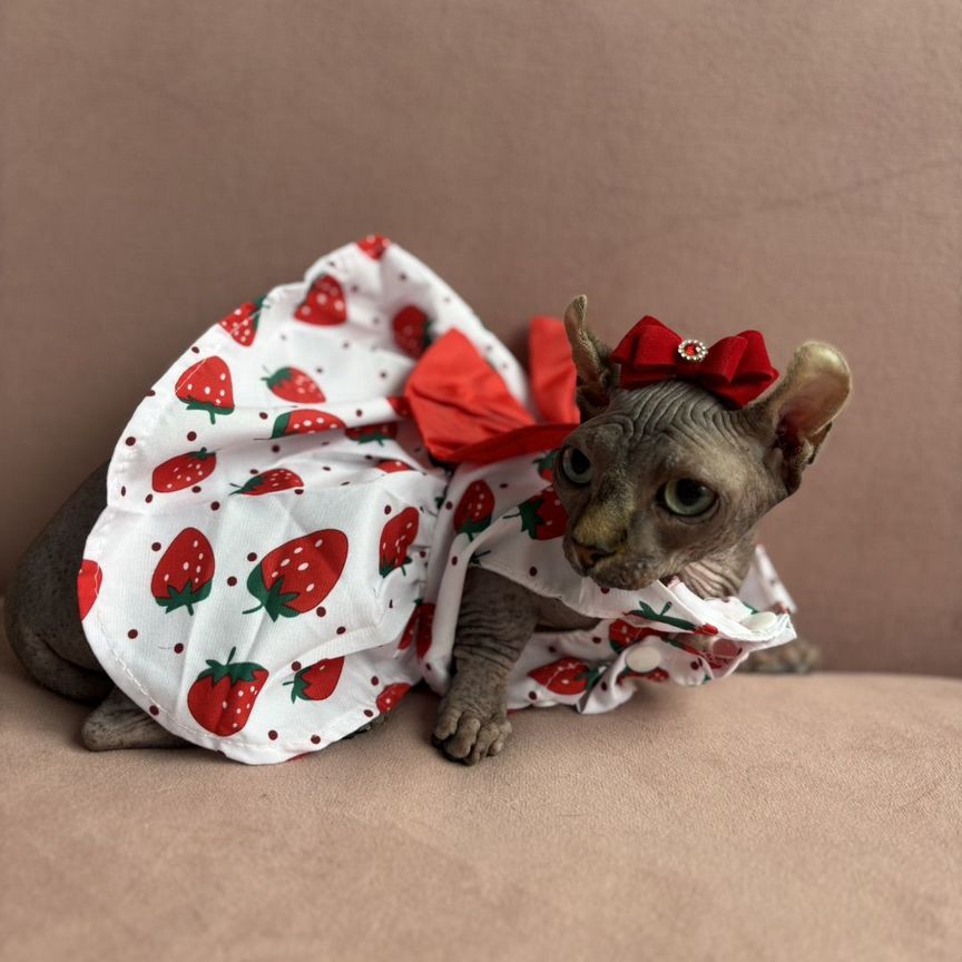 Канадский сфинкс котенок