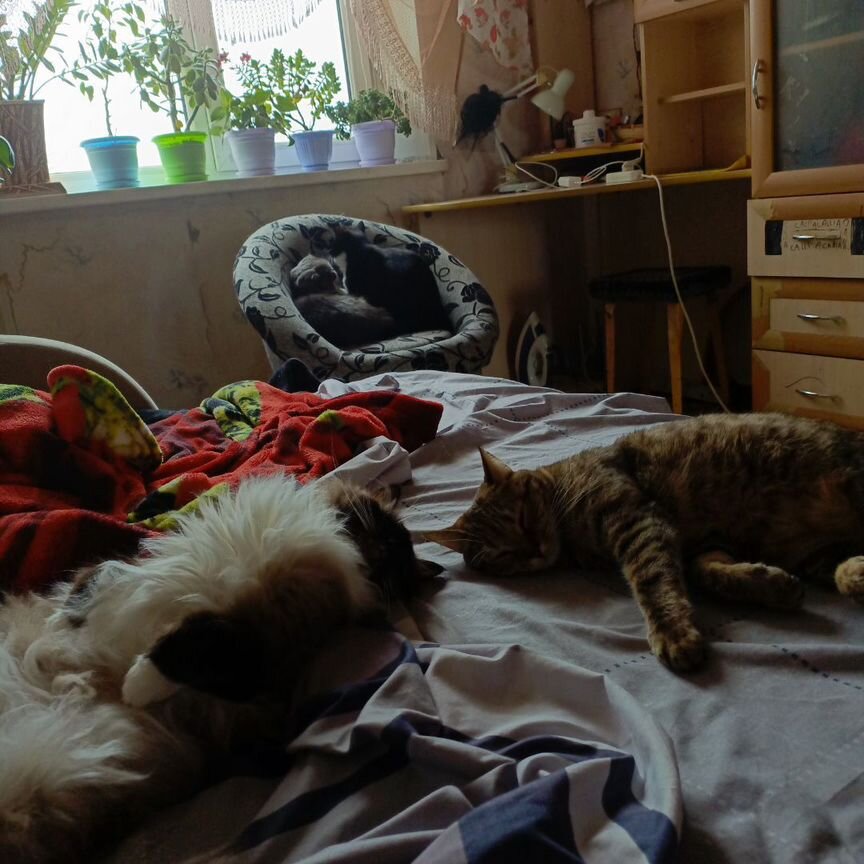 Продам кошачьи усы