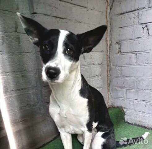 Собака в добрые руки, стерилизованая девочка