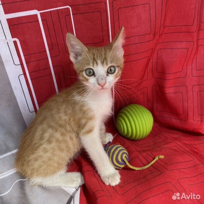 Апельсинки-рыжики мальчики в дар