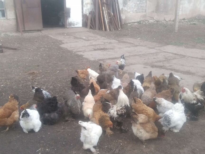 Куры несушки