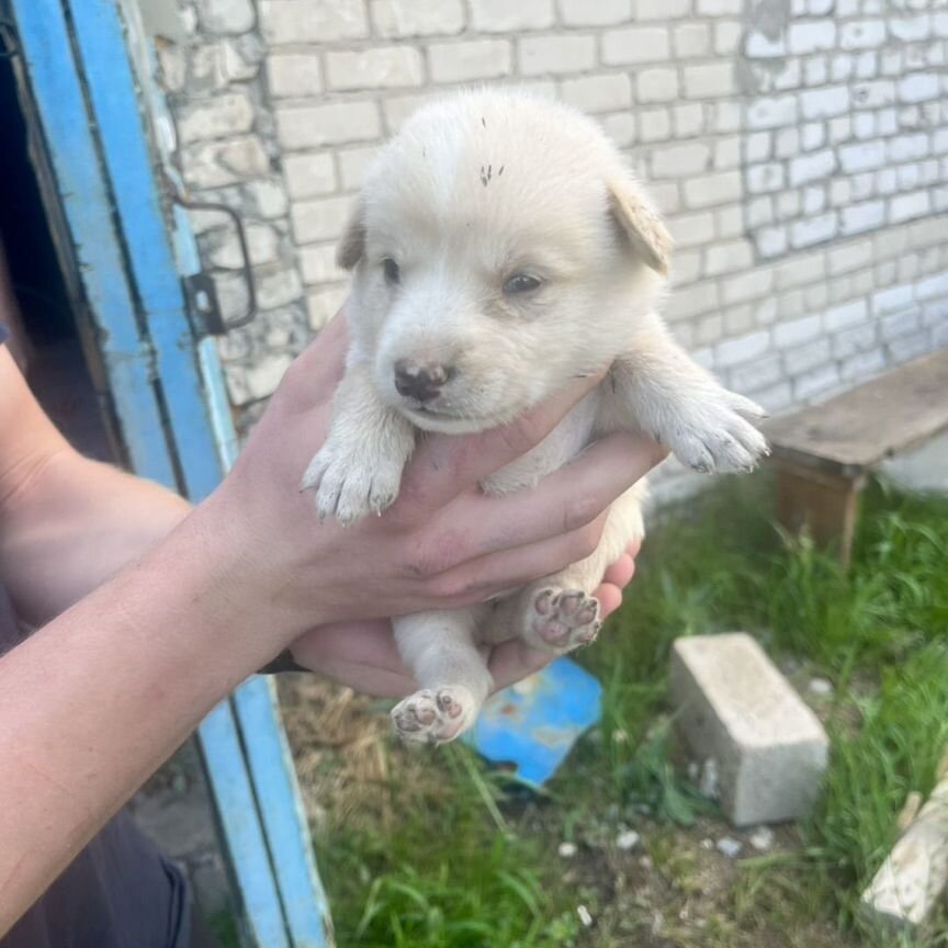 Собака в добрые руки щенок