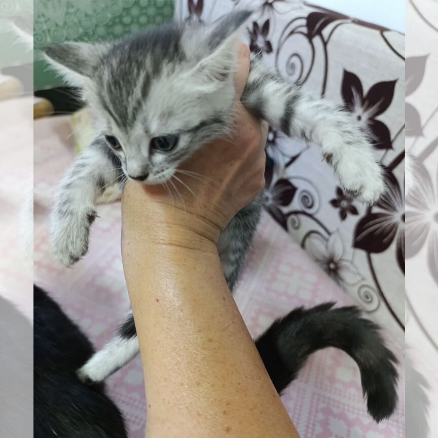 Котёнок в добрые руки