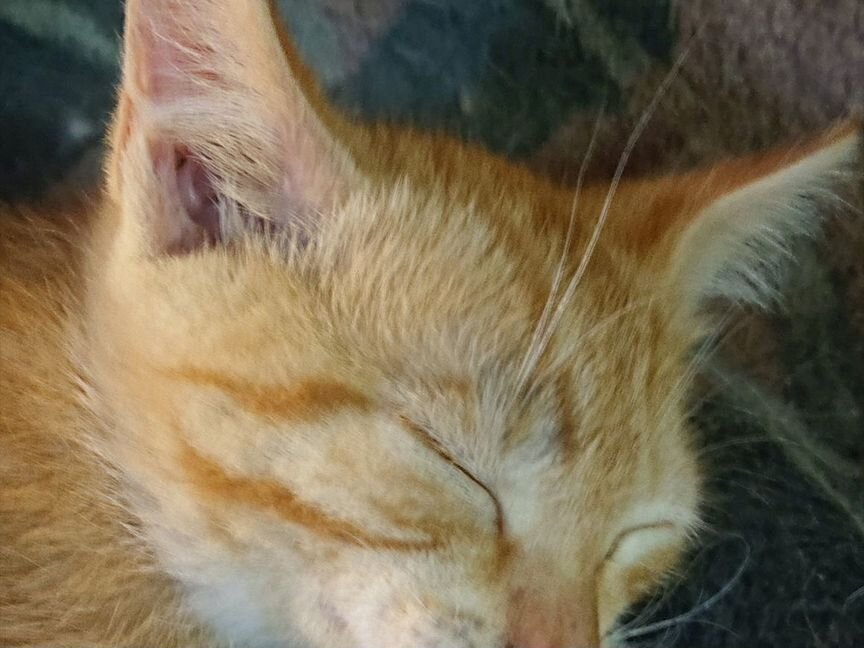 Котёнок. Котёнок. Котёночек