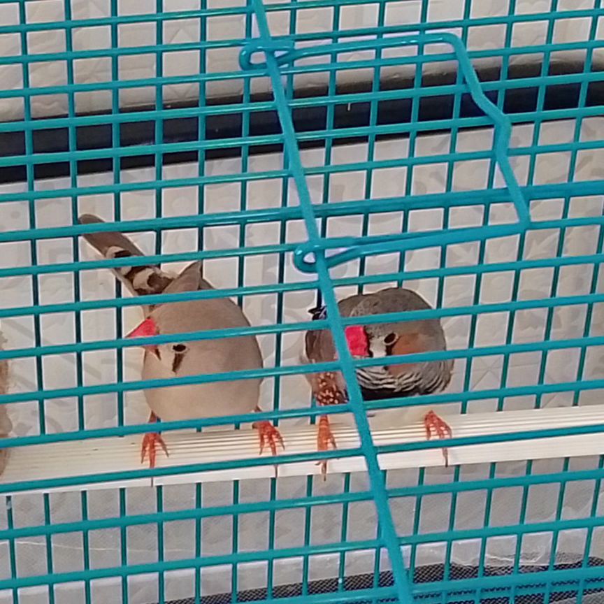 Зебровые амадины, Южное Бутово