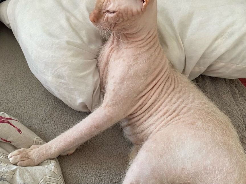 Кот