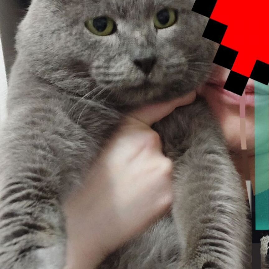 Серый кот