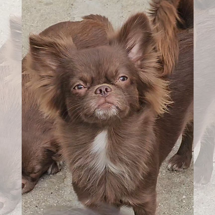 Чихуахуа, взрослая собака