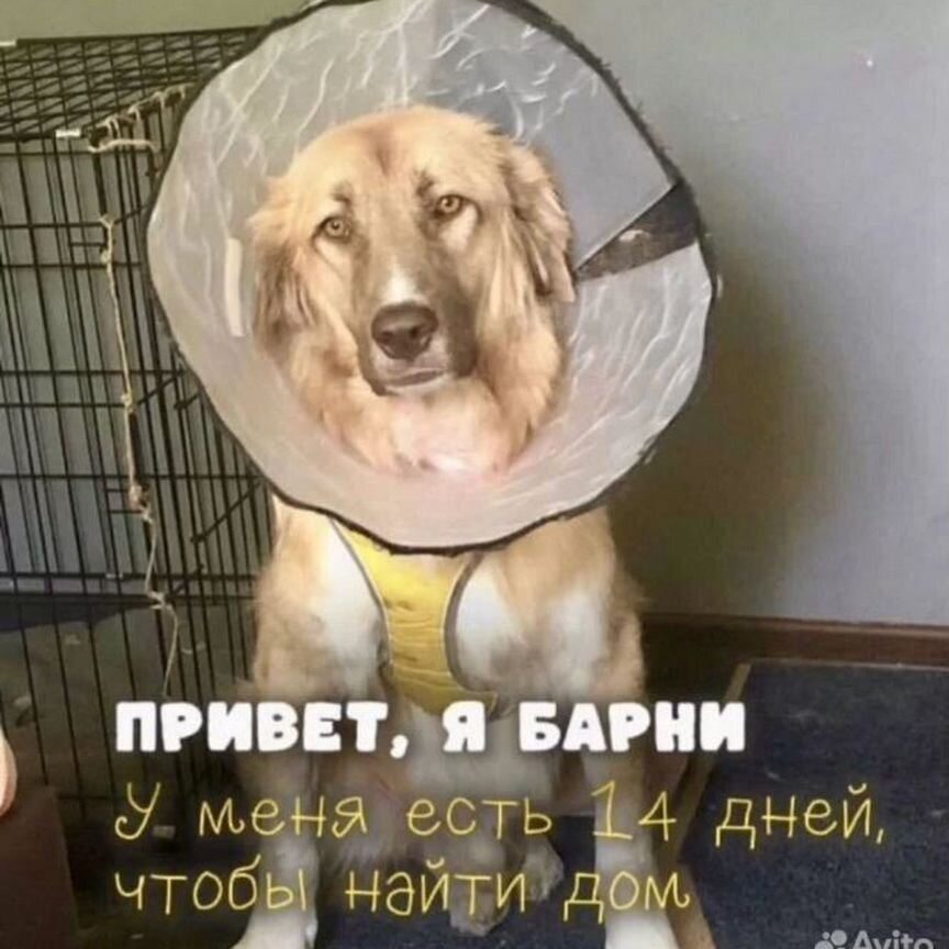 Есть 14 дней на поиск дома