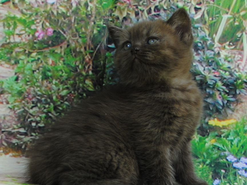 Британские котята редкого шоколадного окраса