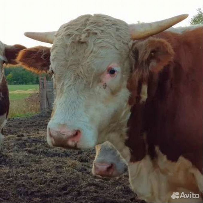 Продаётся бык гелифорд