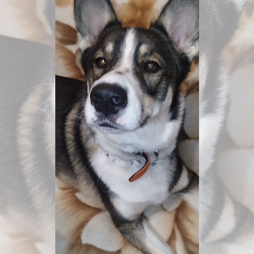 Взрослый пёс в добрые руки