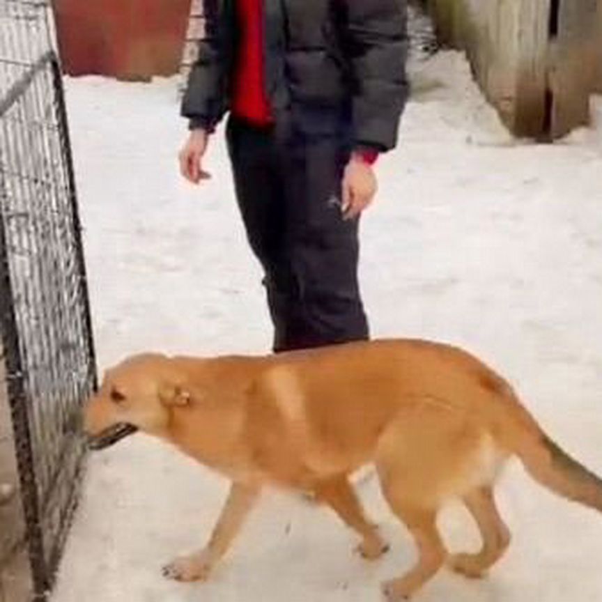 Ричард ищет дом