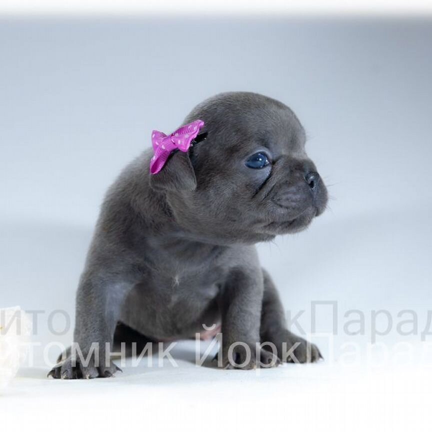 Французский бульдог голубой солид