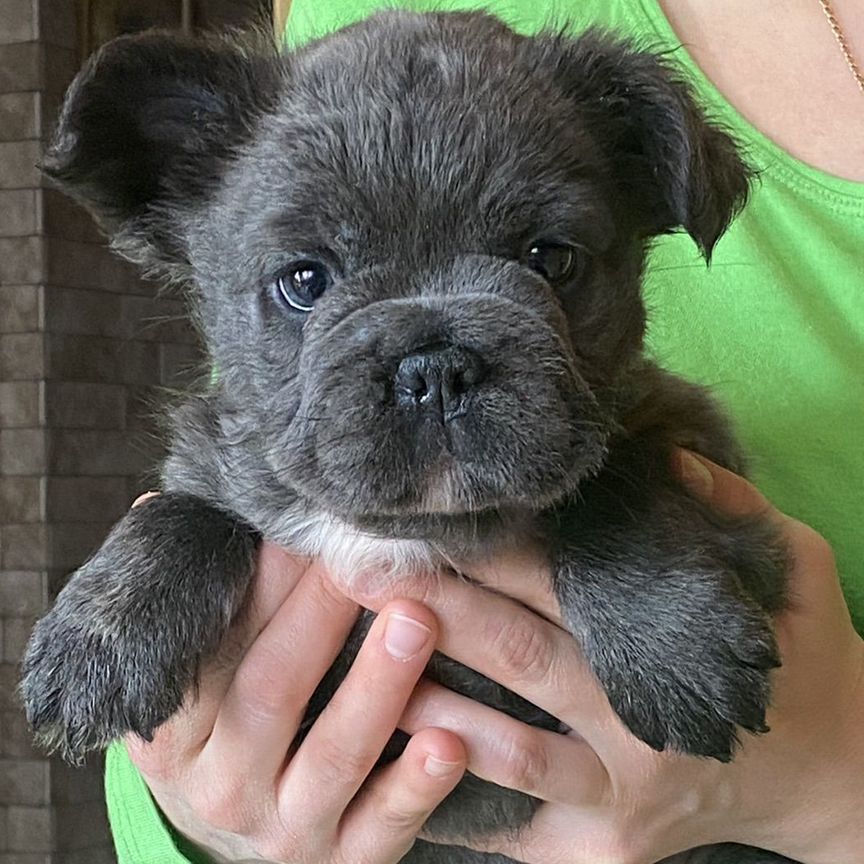 Француженка - флаффи