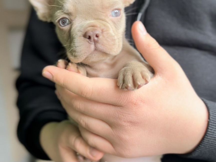 Французский бульдог Девочка Нью Шейд Тан