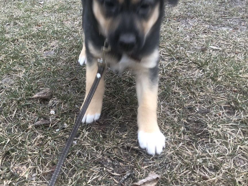 Маленькие дворняжки