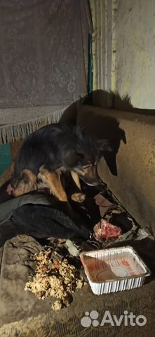 Нужна помощь старой, полу-слепой собаке