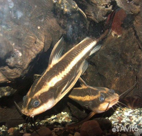 Аквариумные рыбки