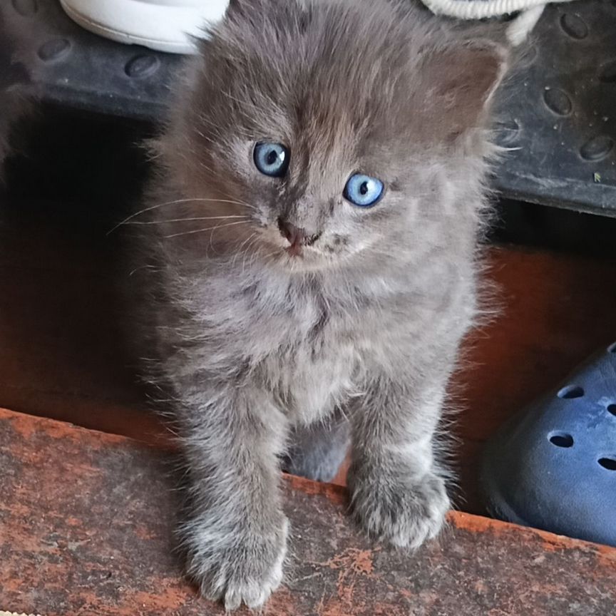 Домашние животные котята бесплатно