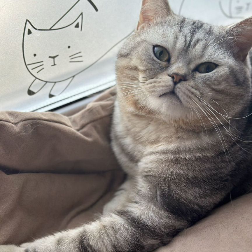 Котик Сема ищет дом