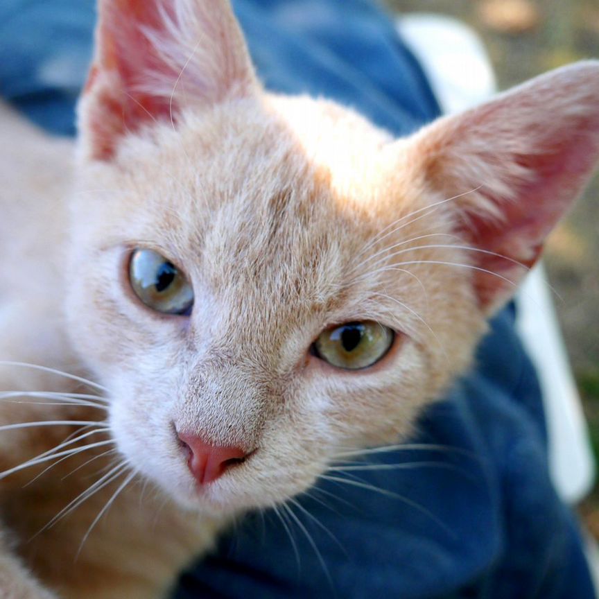 Котёнок мальчик 3-4 мес
