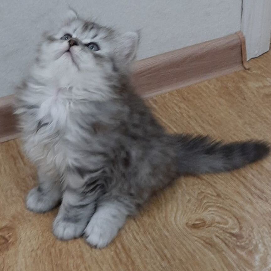 Шотландские вислоухие котята серые