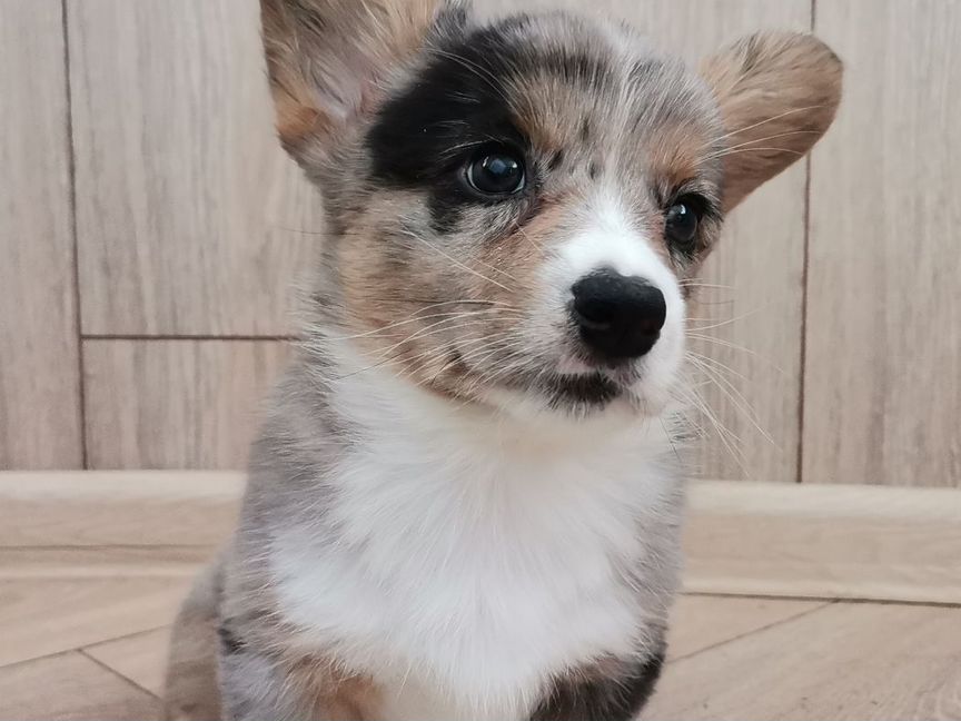 Вельш-корги кардиган мраморный