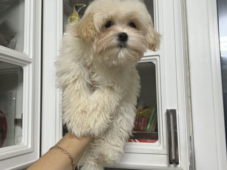 Мальтипу ф1 микро нежнейшая ваниль девочка