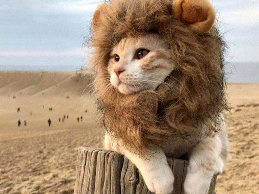 Грива для кота или собаки, львиная шапка