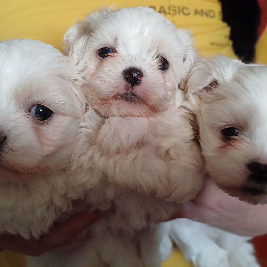 Корейский тип мальтиПу