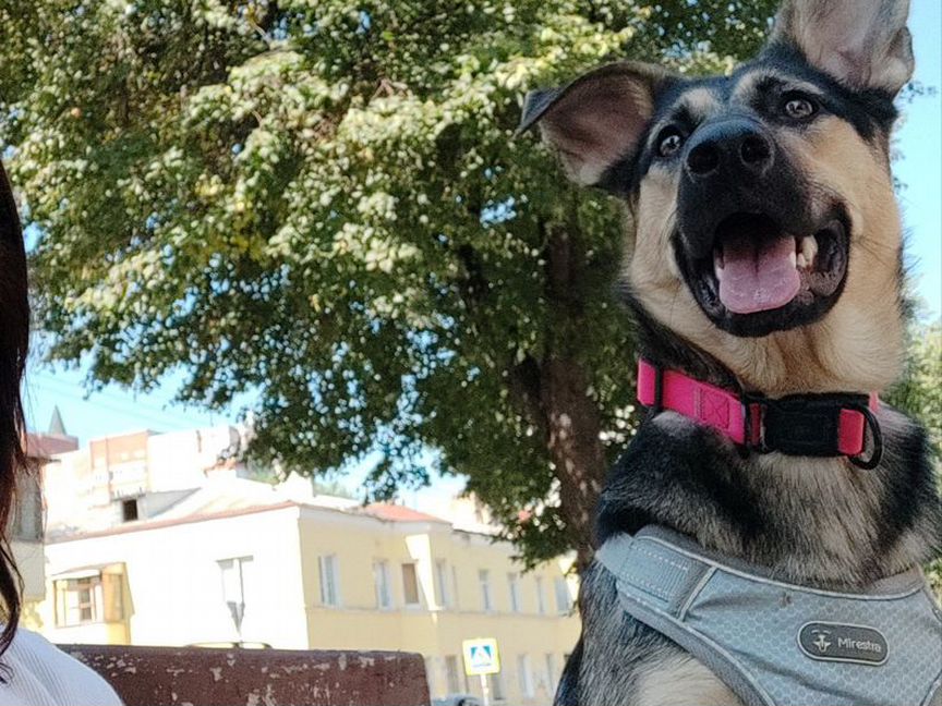 Щенок в добрые руки