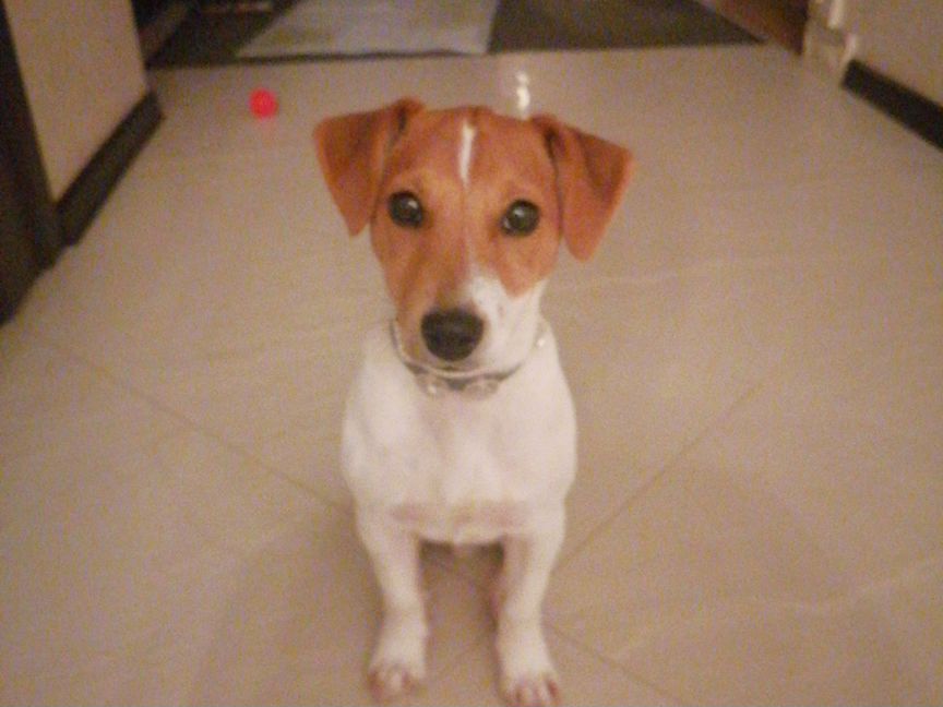 Гулять с собакой