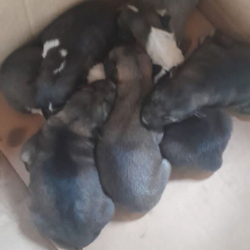 Домашние животные собаки