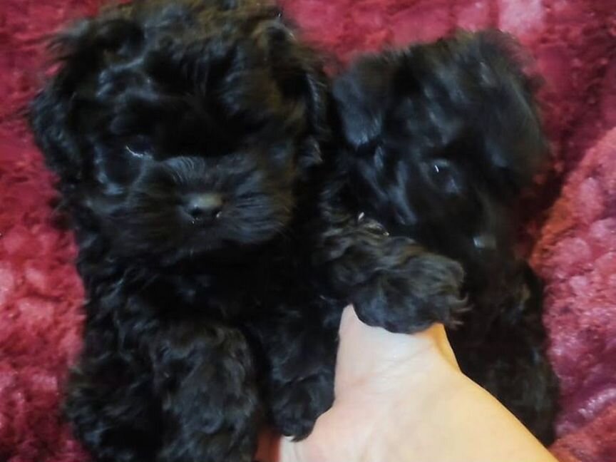 Мини и micro Maltipoo