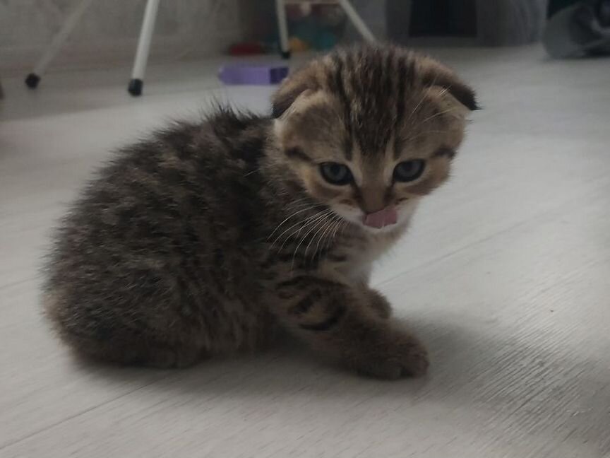 Шотландская вислоухая кошка