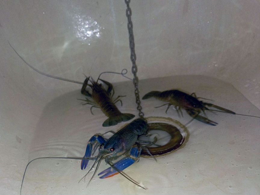 Австралийский красноклешневый рак, семья